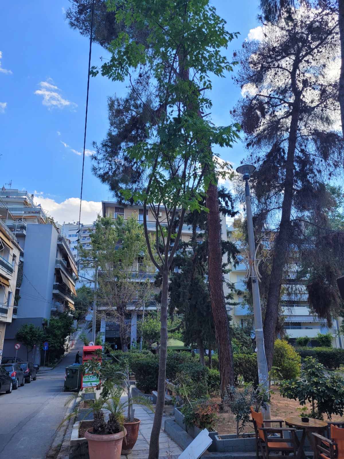 Νέες δενδροφυτεύσεις για την ενίσχυση του πρασίνου στον Δήμο Ζωγράφου ...